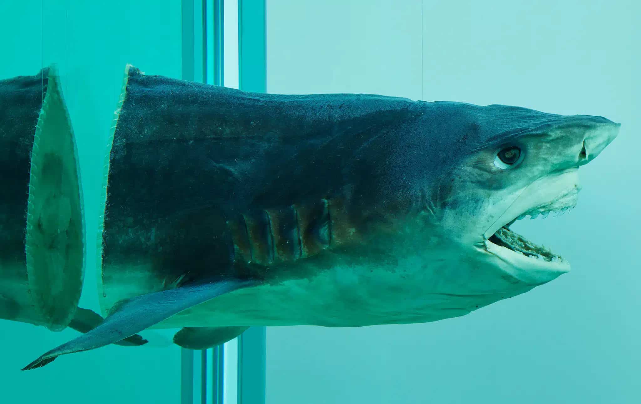 MUCA Webshop – Tickets, Prints & Merchandise kaufen